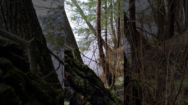 Природа после дождя.