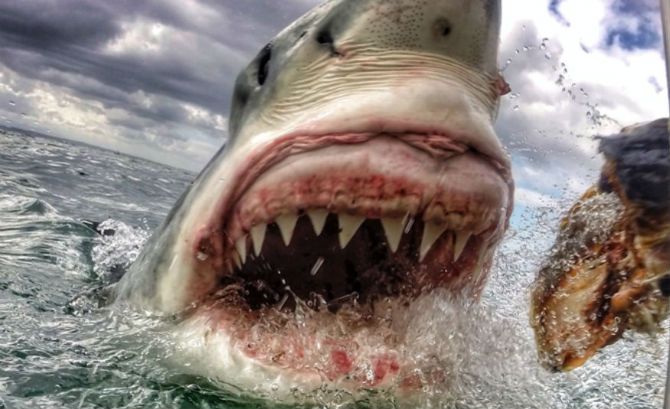 Гигантскую большую белую акулу сожрал загадочный монстр.mp4 Подписка и лайк продвигают канал!
