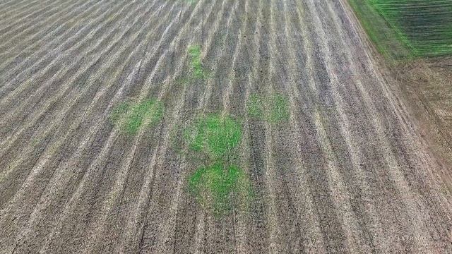 КРУГИ НА ПОЛЯХ. Старая скошенная пиктограмма снова проросла на поле в Краснодарском крае