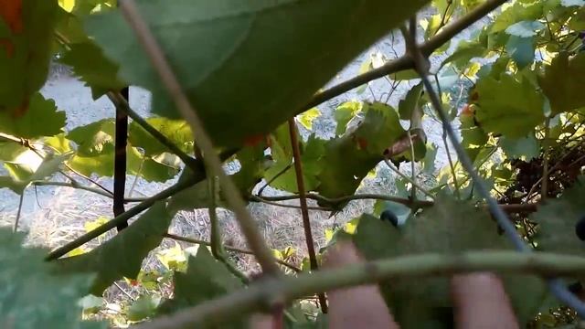 Краснодар. Сбор винограда .20.08.17.