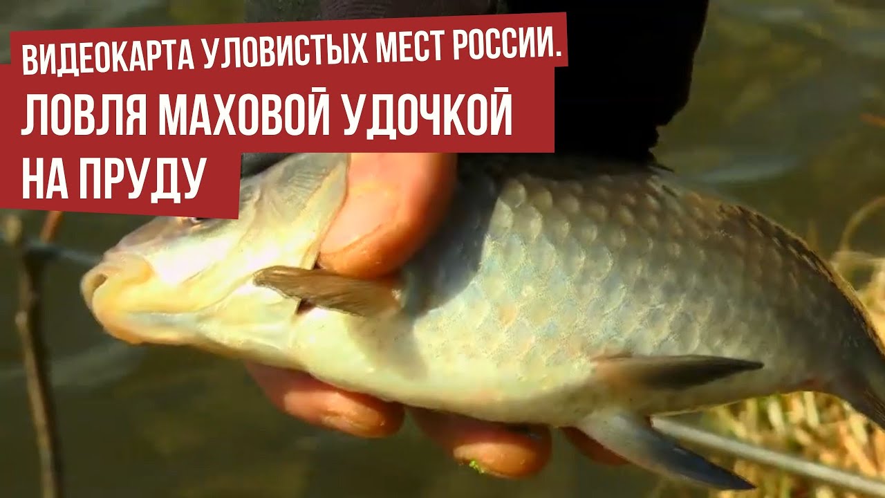 Ловля маховой удочкой на пруду / Видеокарта уловистых мест России // Сезон 9 Серия 1