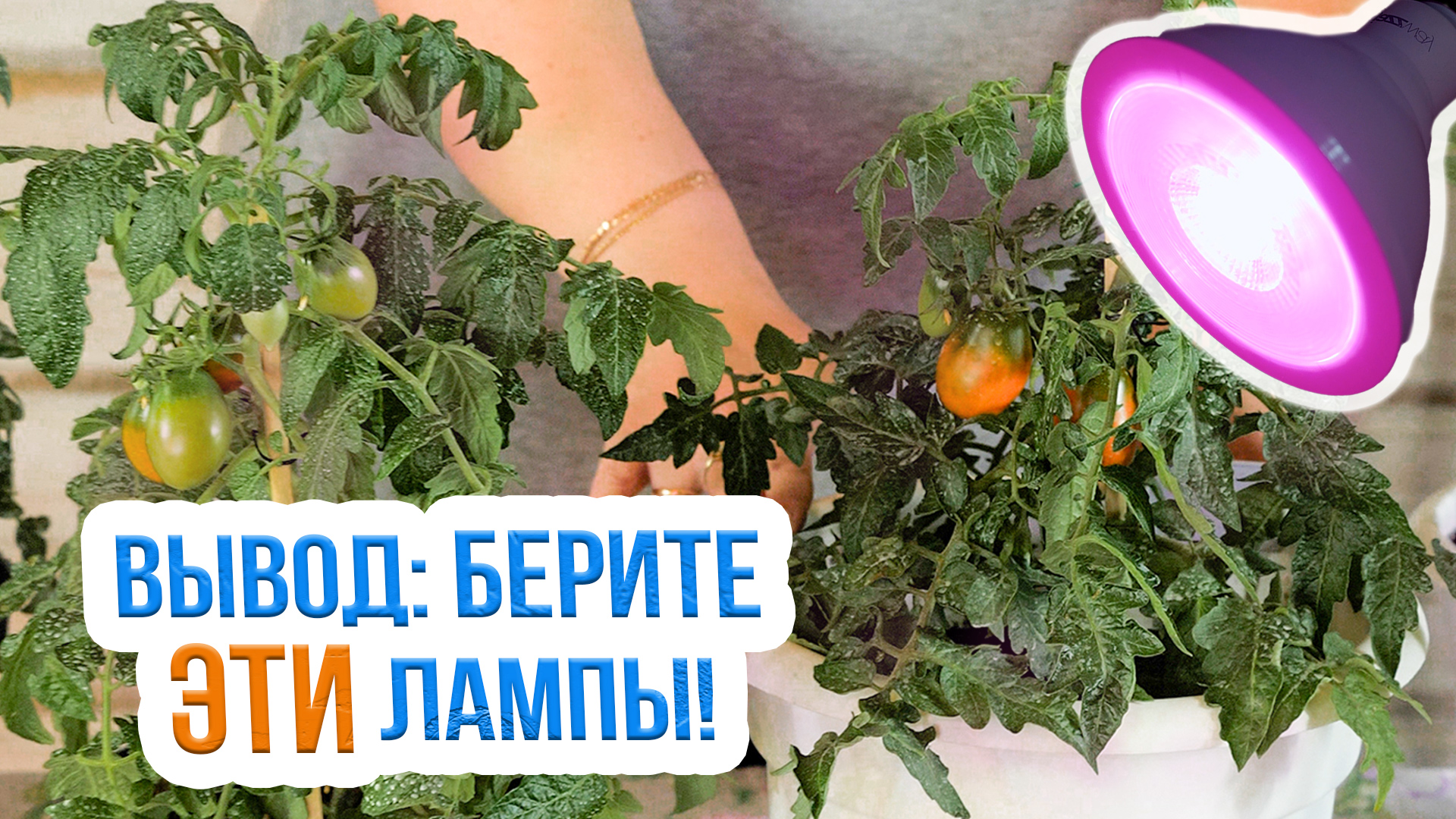 Тест фитоламп для рассады. Выращивание томатов при разном освещении - итоги нашего эксперимента!