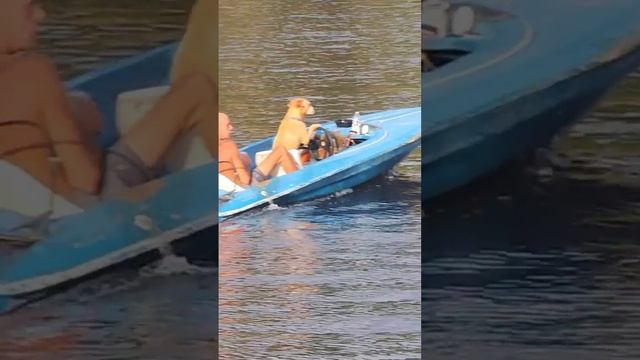 За штурвалом старый морской пёс )))