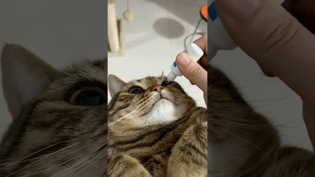 котик на процедуре)