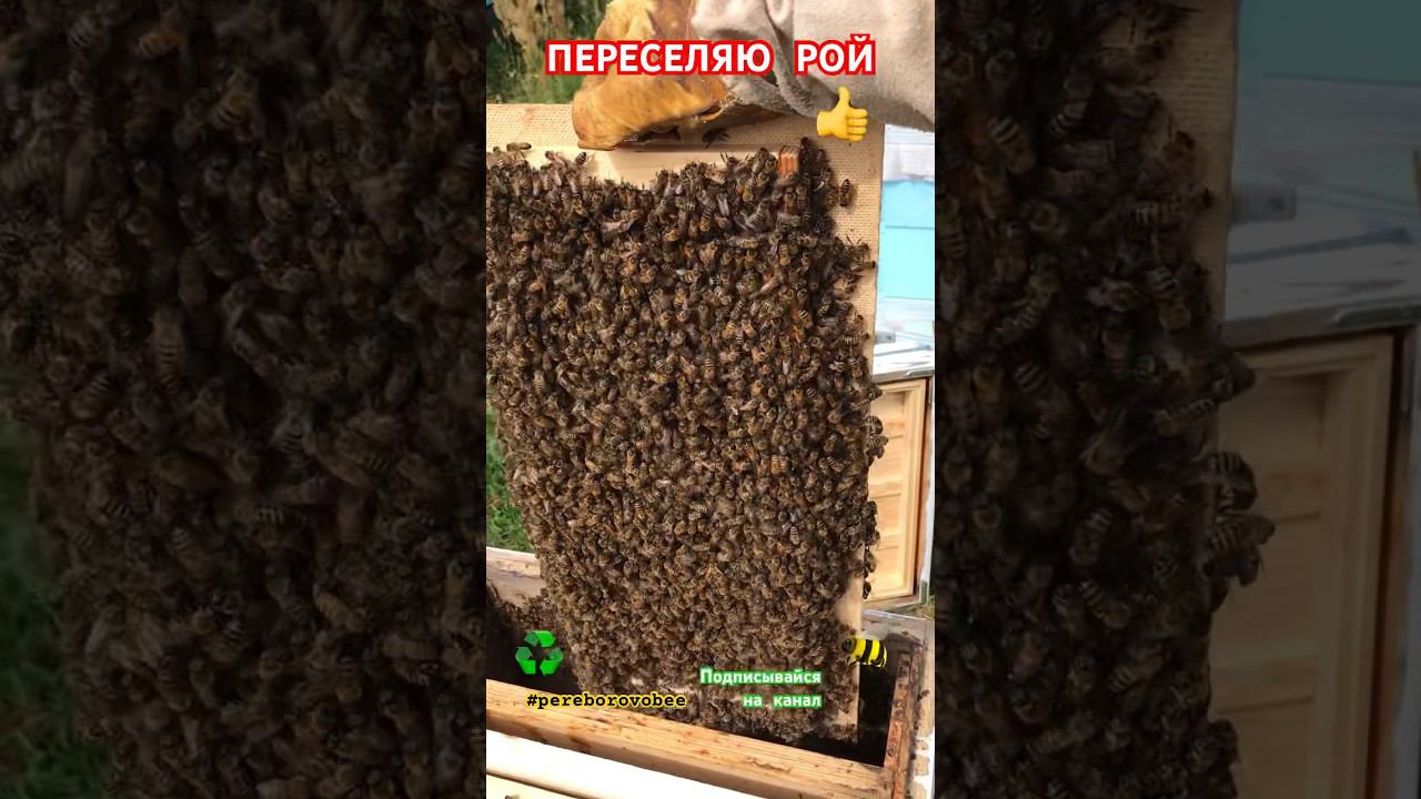 Рой пересаживаю! ПАСЕКА! #pereborovobee #пасека #пчеловодство #beekeeping #матковод #bee #honey #рой