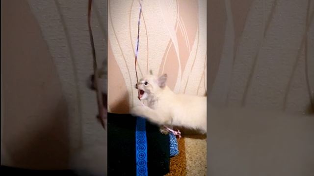 Мяу! Ну как же его схватить? ?
#shorts #кокос #котики