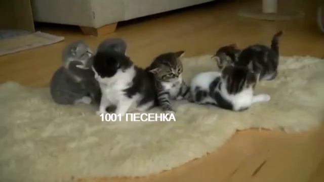 песенка Котенок
