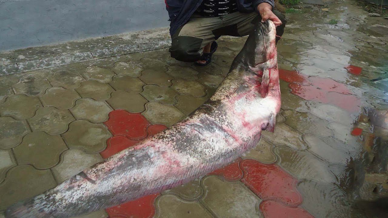 Как Мы Ловили Сома В Дагестане Рыбалка в Дагестане