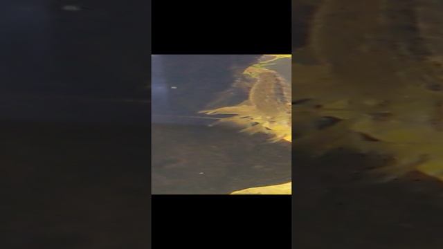 Креветка фильтратор. Ловит еду в потоке нового фильтра.