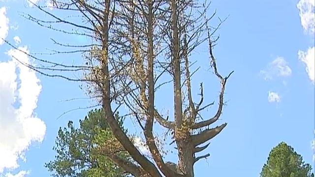 Экологический дневник 15.08.2015.mp4