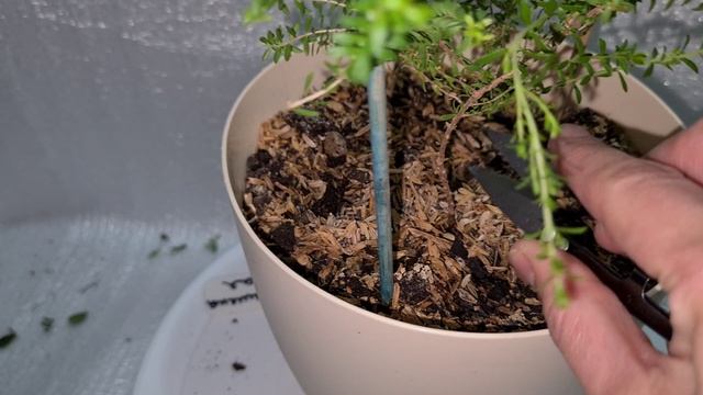 Триптомена розовая 7 (обрезка)