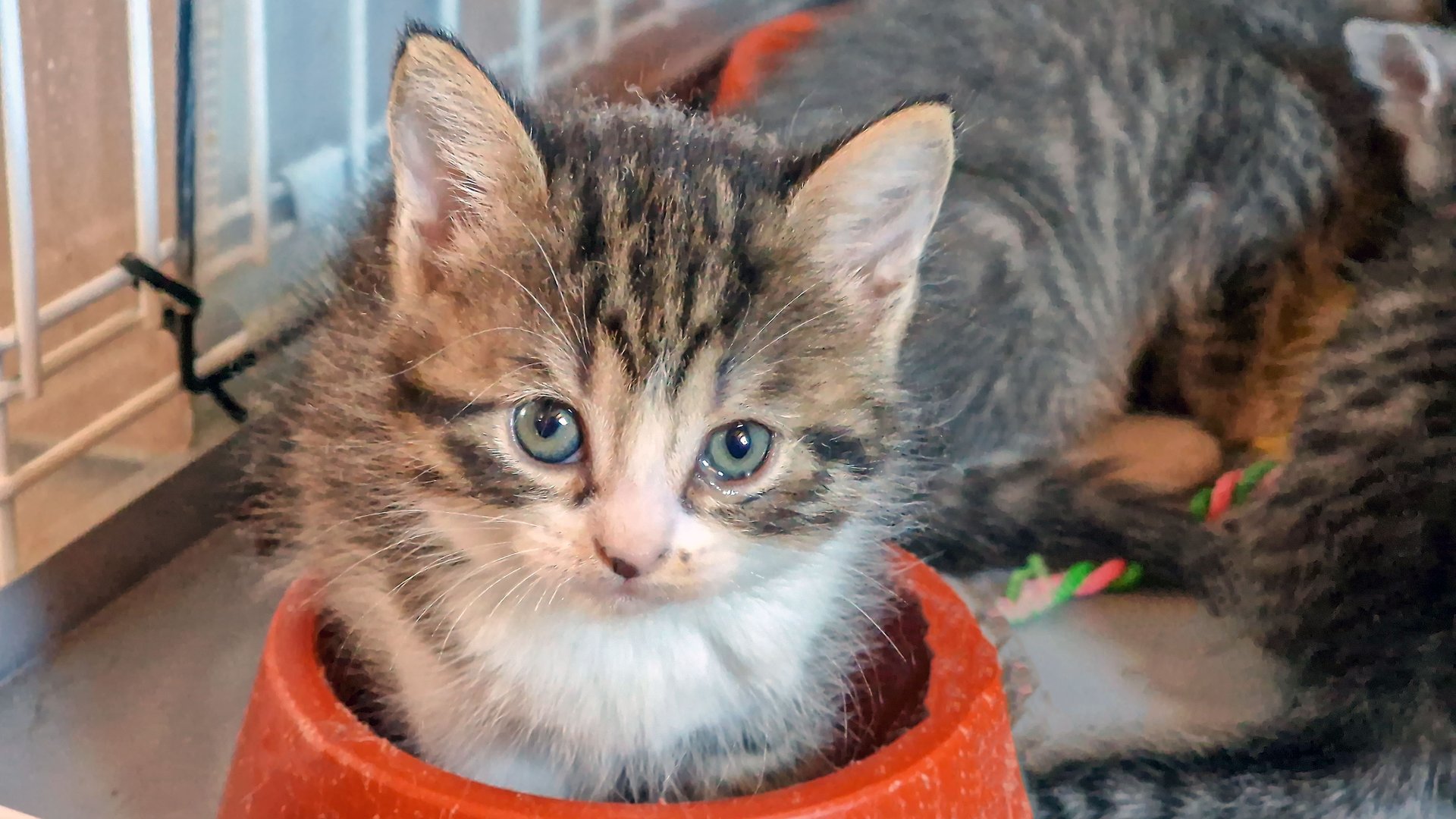 Только что котенок найденный в коробке обрёл семью | вторая жизнь бездомного котёнка Saved a kitten