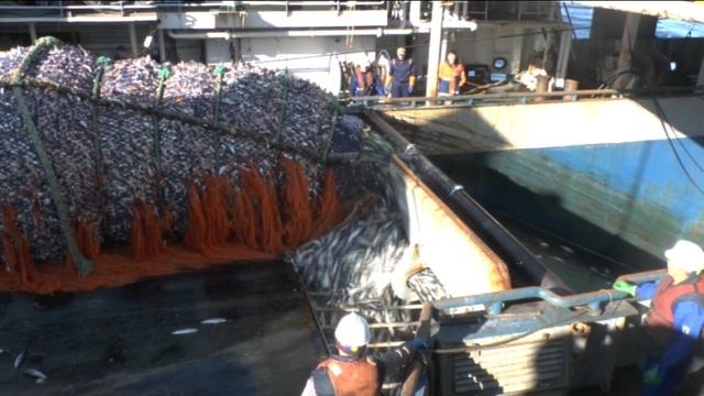 БМРТ Борис Трофименко промысел 2014 года.avi