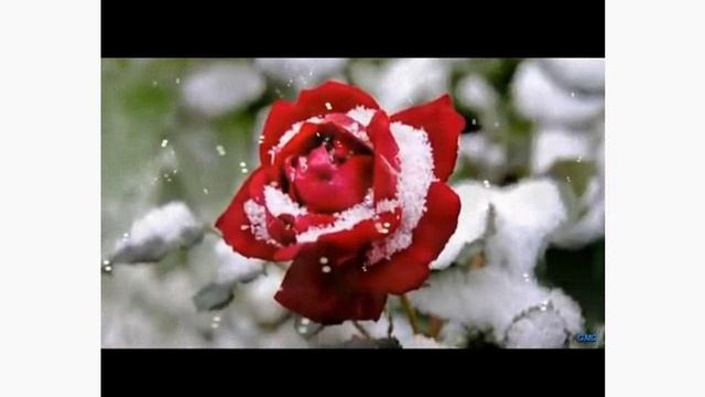 Песни сердца моего... Стихи Г. Воленберг,Мини-концерт 080 ОП,  муз.,исп. #СамуилФрумович