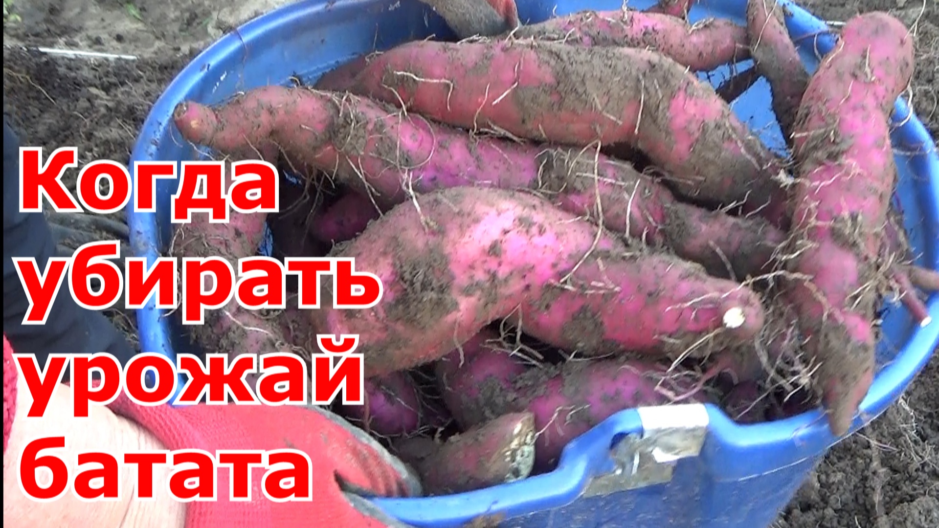 Батат выращенный на черном спанбонде. Когда и как выкапывать батат (сладкий картофель) в Подмосковье