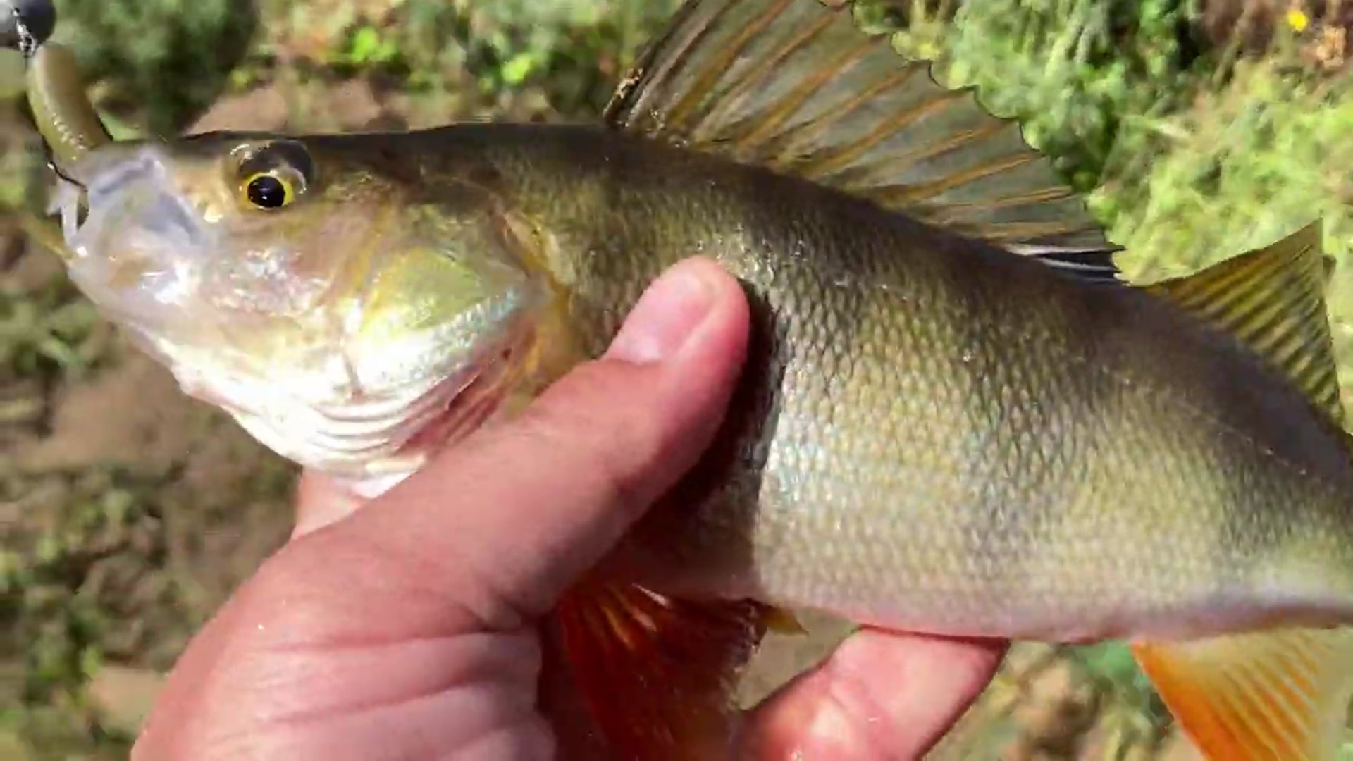 ОКУНЬКИ НА ДЖИГ