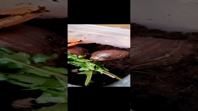 Свежая травка для Ахатин, цветочки для ребят- крысят