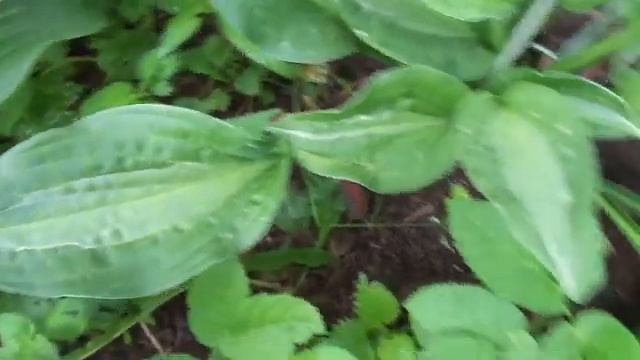 хоста стриптиз.