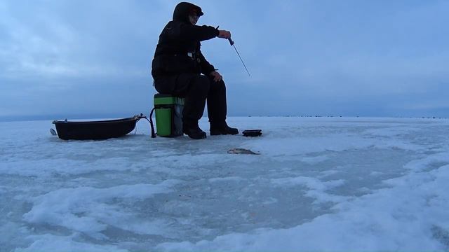 Ла́дожское о́зеро . Рыбалка.21.02 2024. Кобона. Острова Зеленцы. Крупный окунь. 17 кг на двоих .