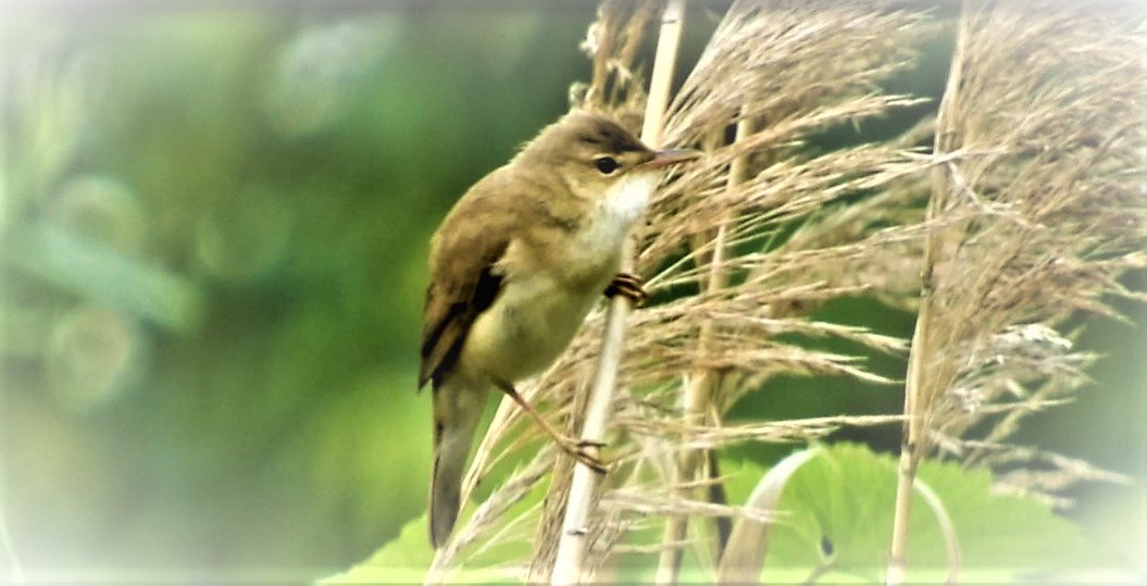 БИОСФЕРА. Выпуск № 37. Болотная камышовка. Природный диктофон. Воспроизводит всё, что слышит...