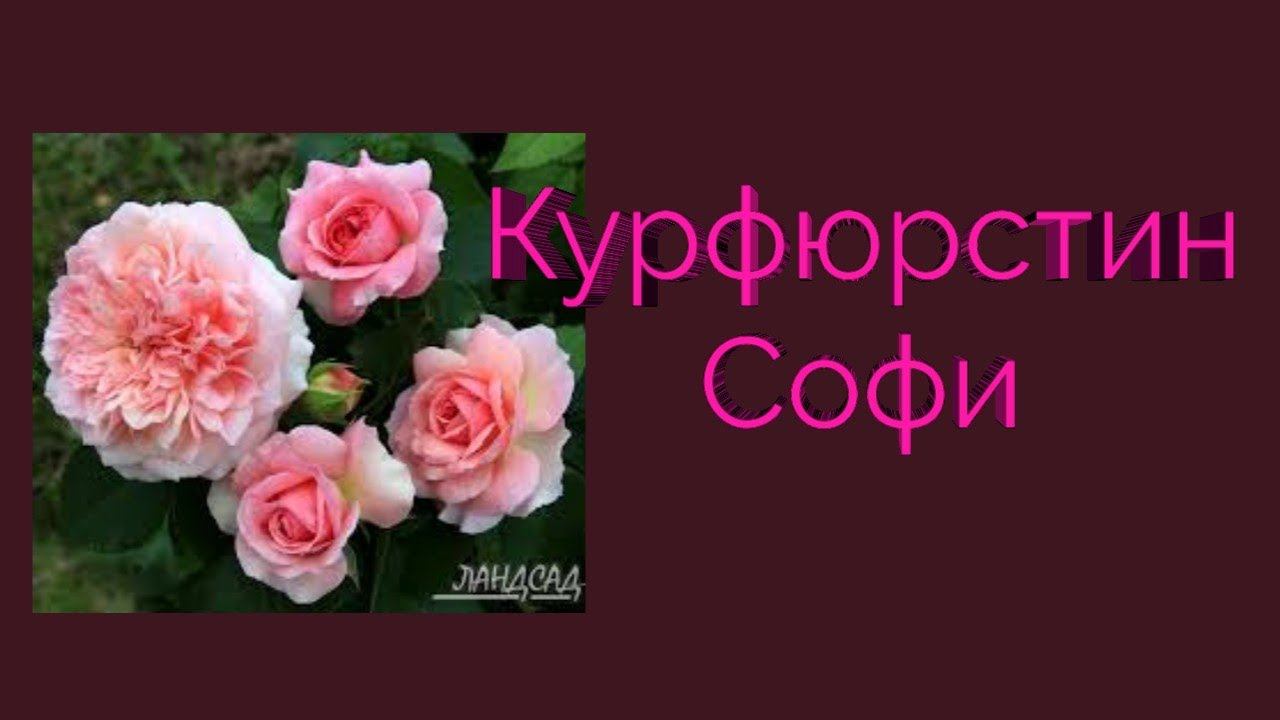 Роза Курфюрстин Софи.