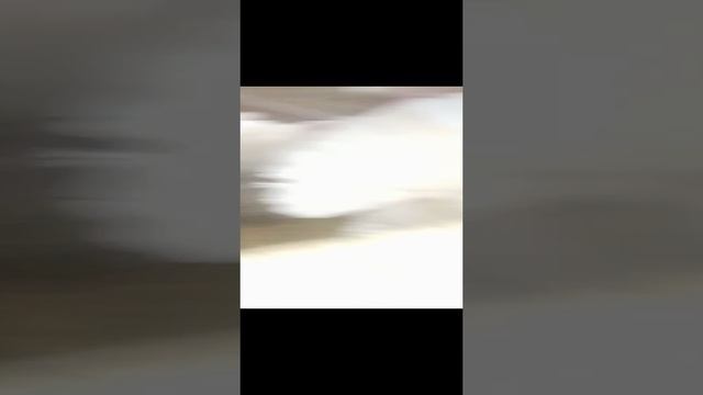 Гуси и индюки гавкают. усадьба деда мороза. Смоленск