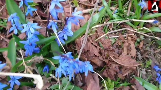 Дачная жизнь ранней весной.