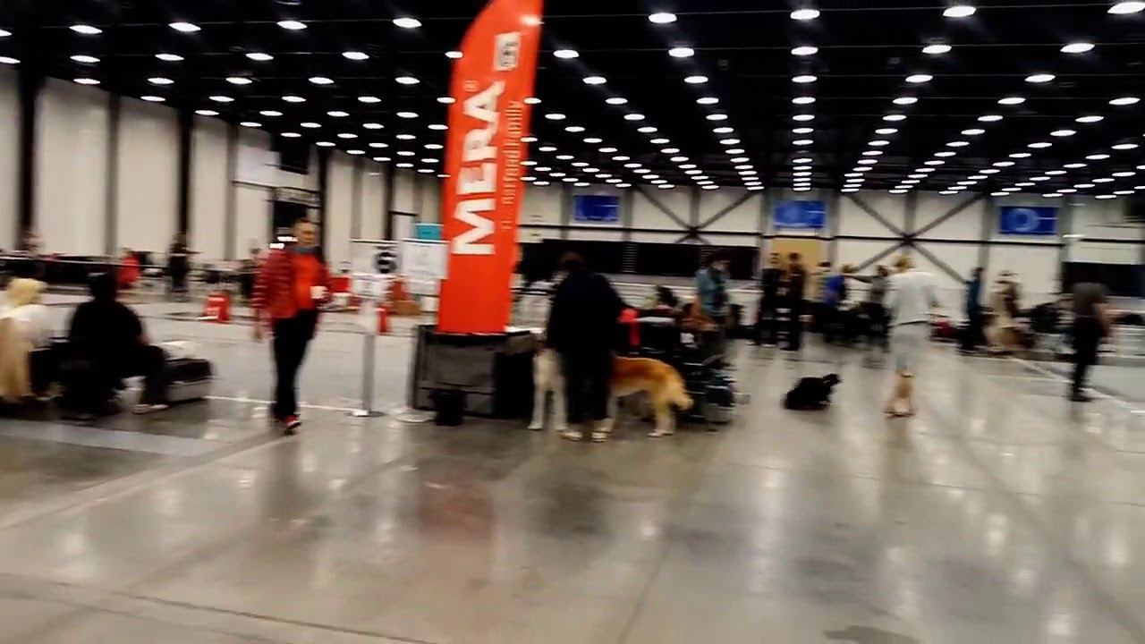 Вельш Корги Кардиган Элфи 5 мес. Первые выставки. Лучший бебик на монопородке и на цацыбе.