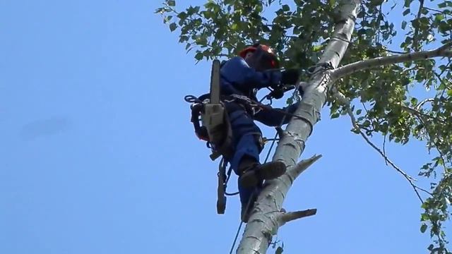 Снос тополей в микрорайоне Песьянка.