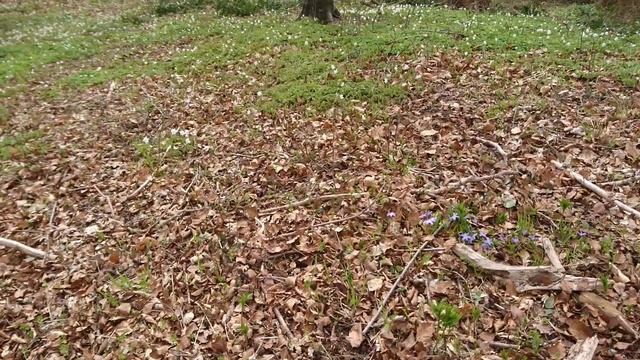 Курган в королевском парке Марселисборг, Орхус, Дания