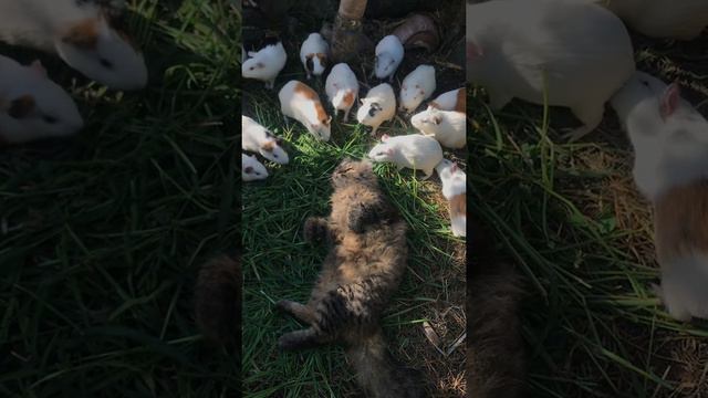 После просмотра этого видео вы снова станете психически уравновешенными