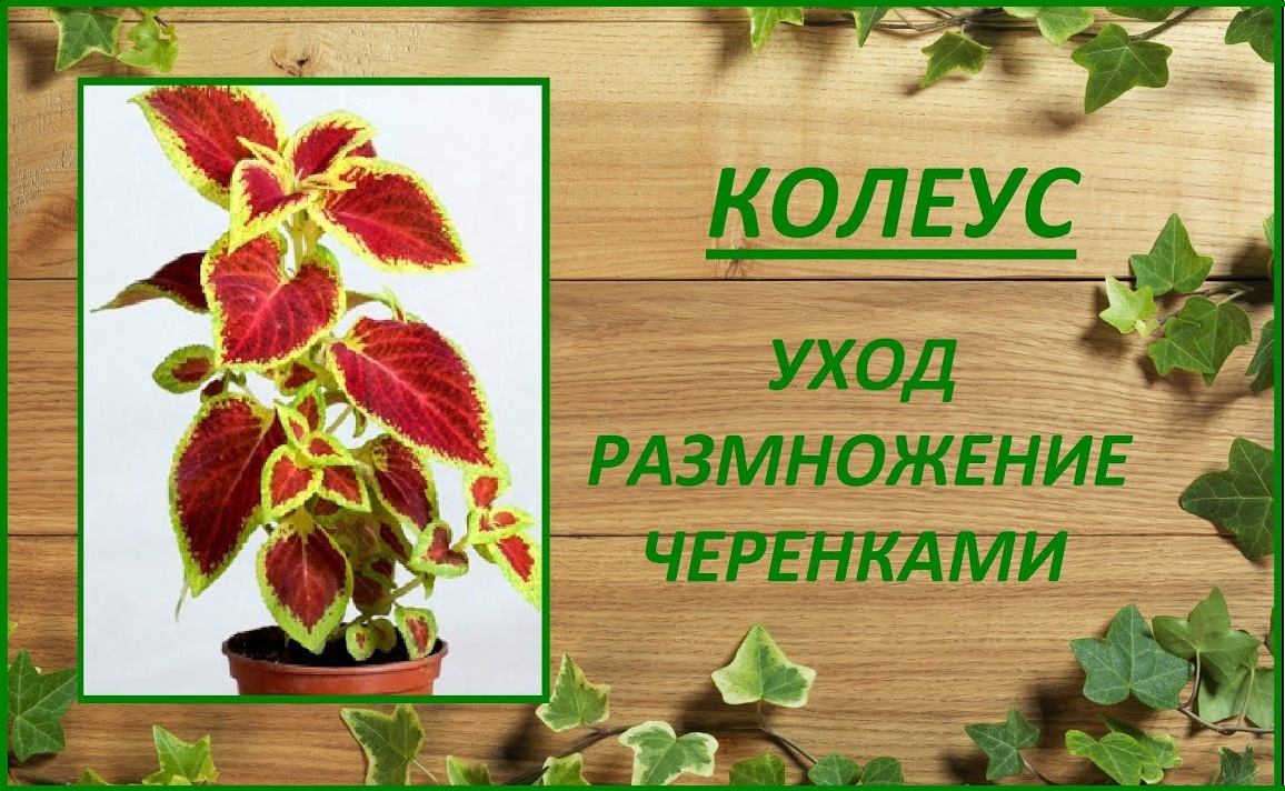 Колеус (крапивка) уход, размножение черенками