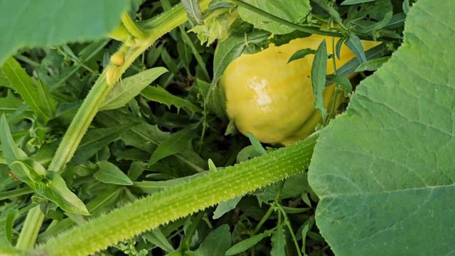 3-7 ИЮЛЯ 2024 ОГОРОД И ЗАПАСАЕМСЯ КАБАЧКАМИ НА ЗИМУ