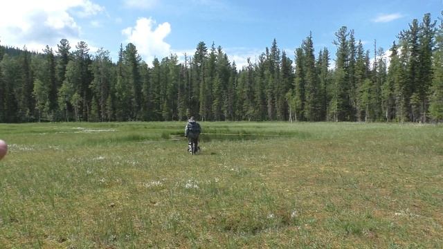 205 Серия Тайга место, где лежит Тунгусский Метеорит, заросшее Озеро в нем Плавают Рыбы