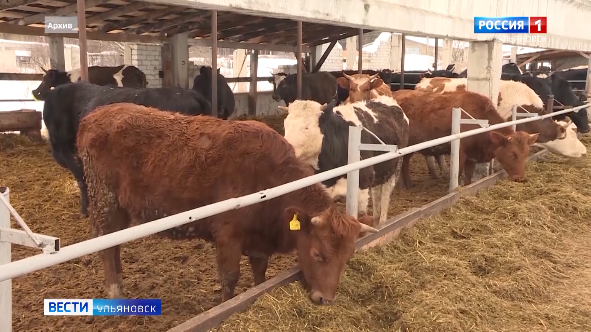 Регион сохраняет благополучие по инфекционным болезням животных