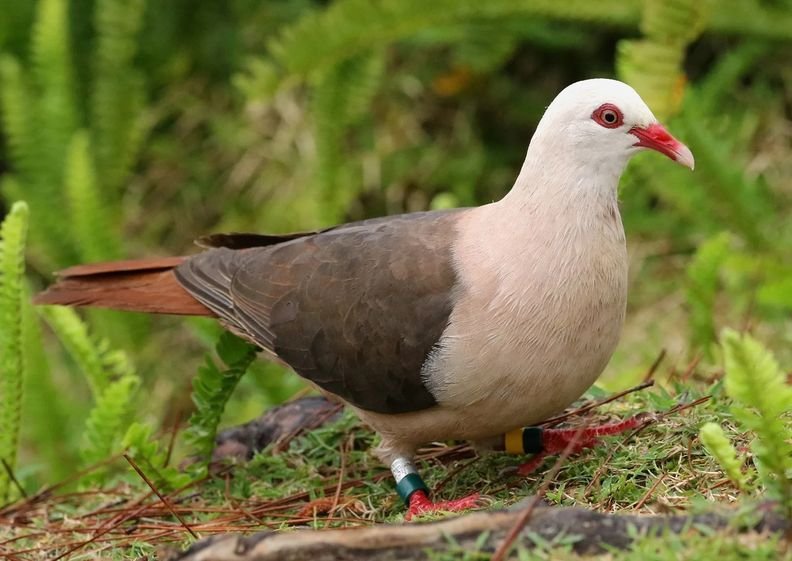 Розовый голубь#Голуби #На грани вымирания #Красивые