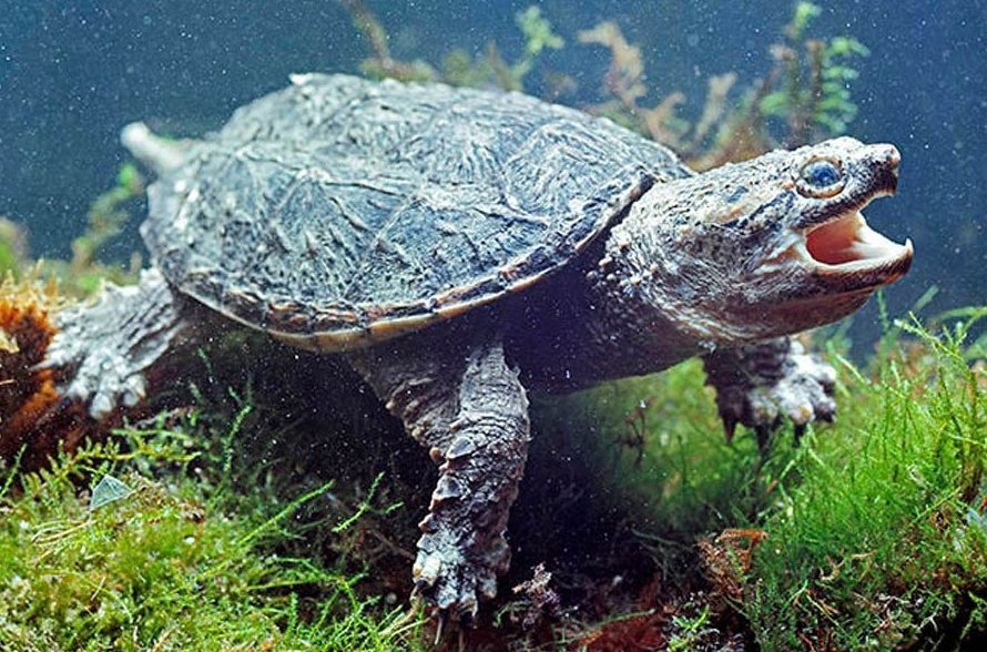 355.Трофеи 132.mp4