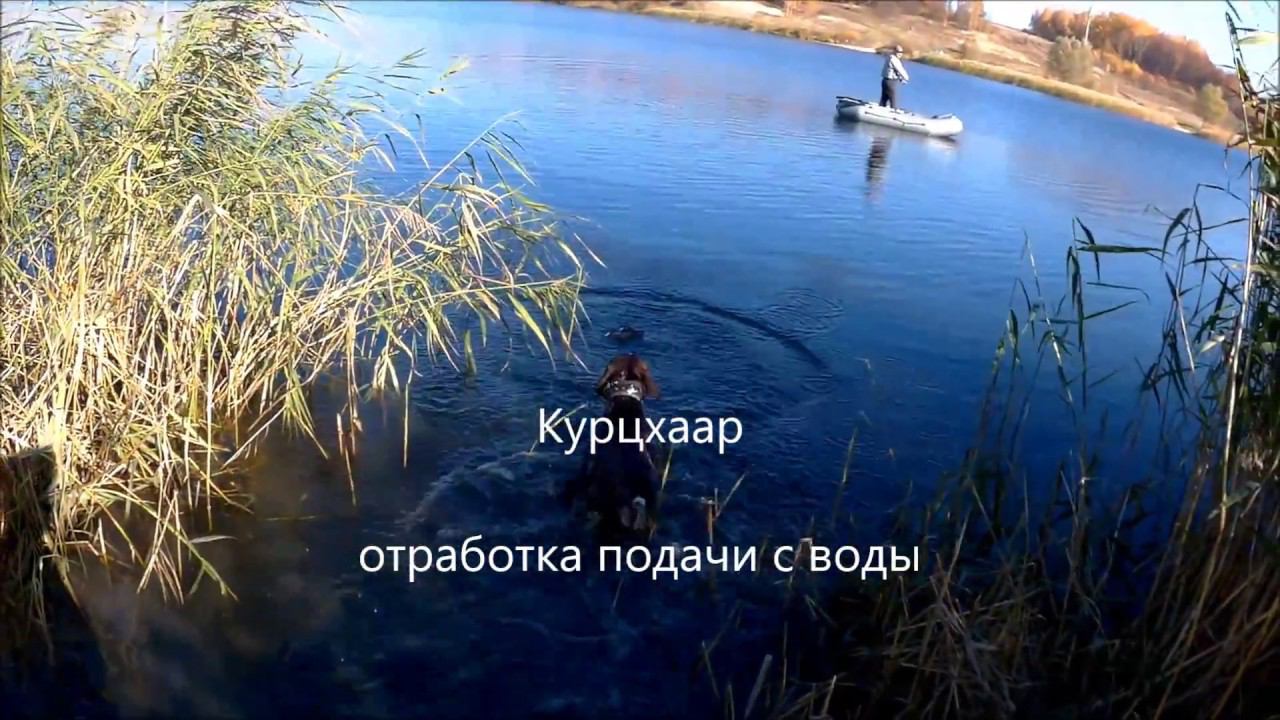 Курцхаар. Отработка подачи с воды.