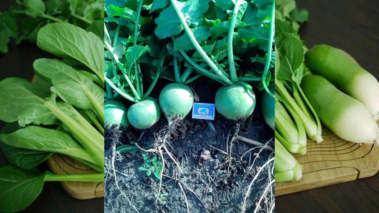 ПРЯНОСТИ И СПЕЦИИ. МАРГЕЛАНСКАЯ  СЛАДКАЯ РЕДЬКА. ШКОЛА САДОВОДОВ