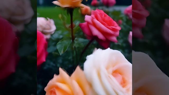 Создаю видео в Шедеврум