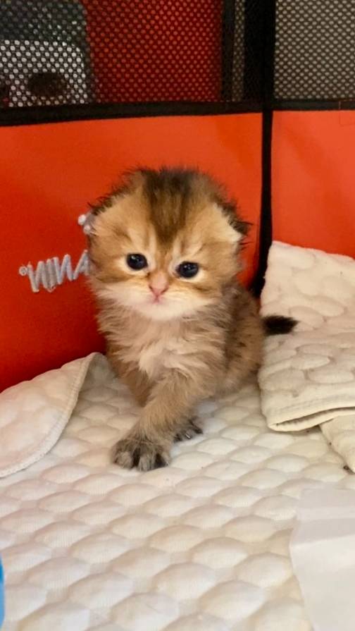 Шотландский котенок