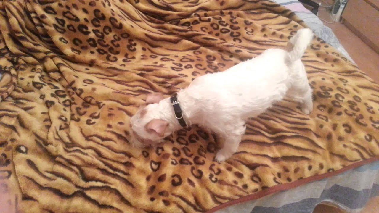 Джек рассел и сыр