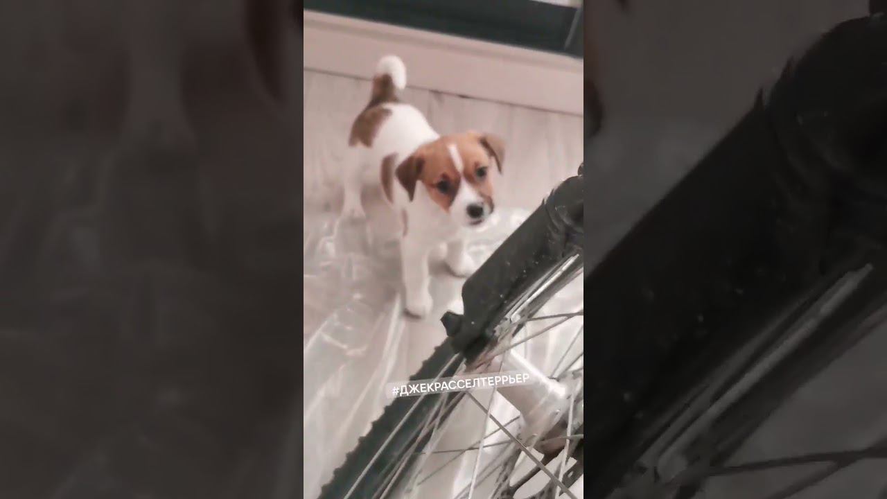 щенок джек рассела пробует на вкус велосипед