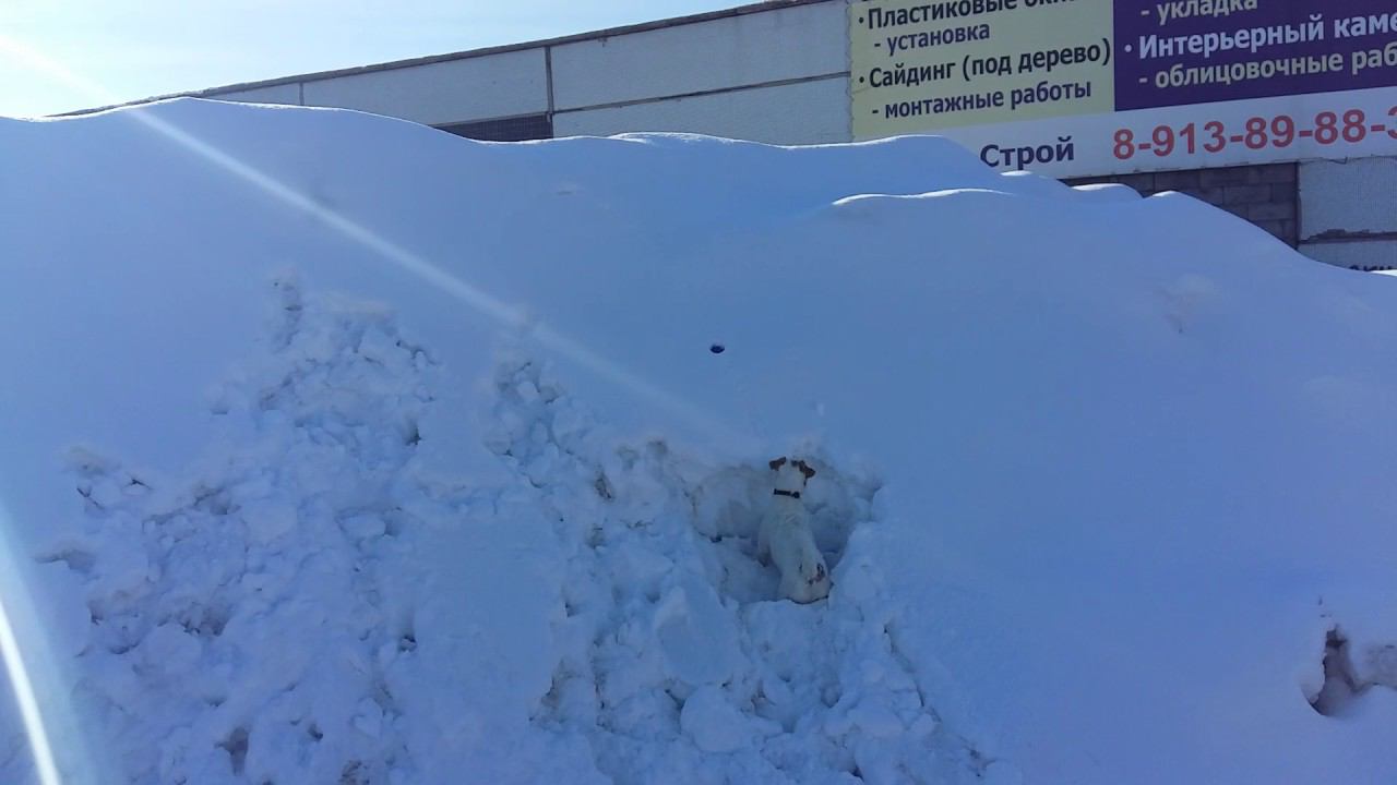 Джек рассел карабкается на снежный сугроб
