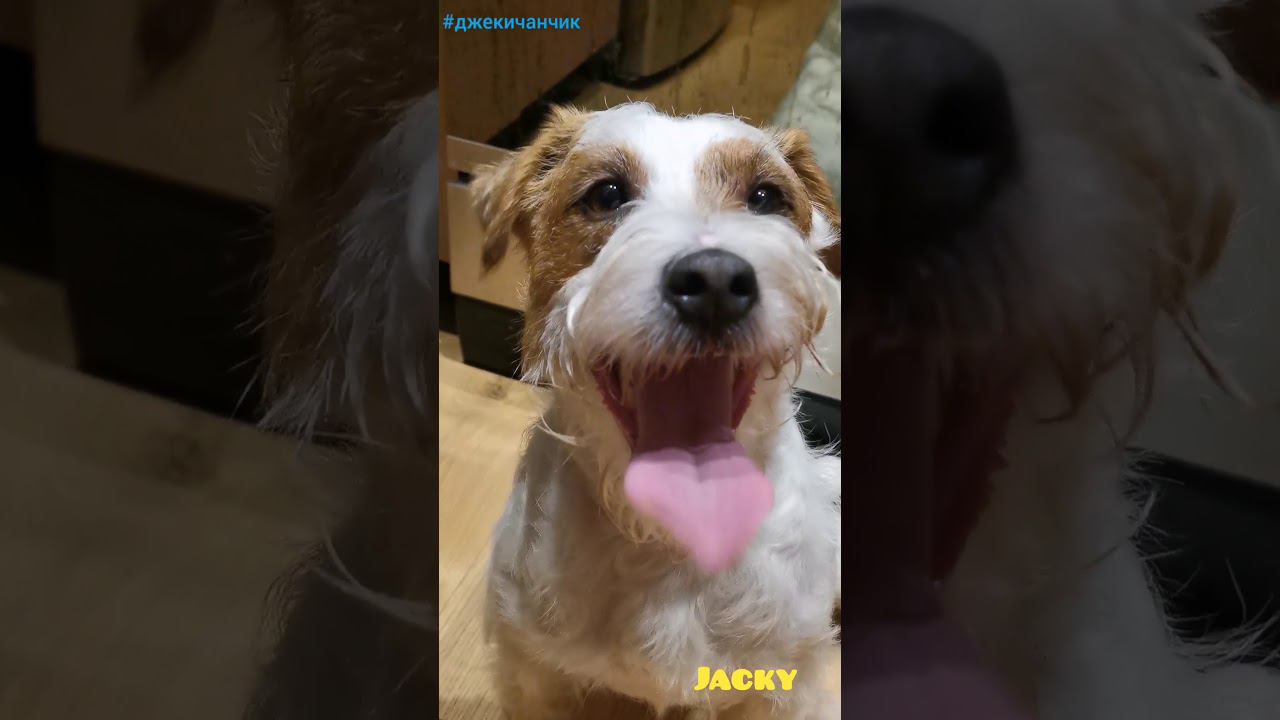 Немного Джек Рассела под красивую музыку