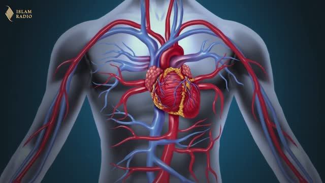 Влияние Поста на организм человека