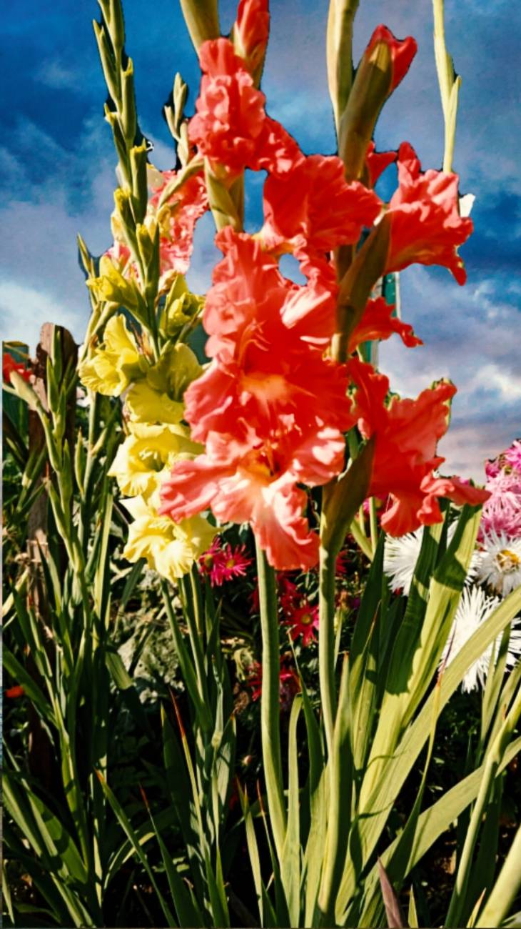 Открытка с цветами_Мы желаем счастья Вам