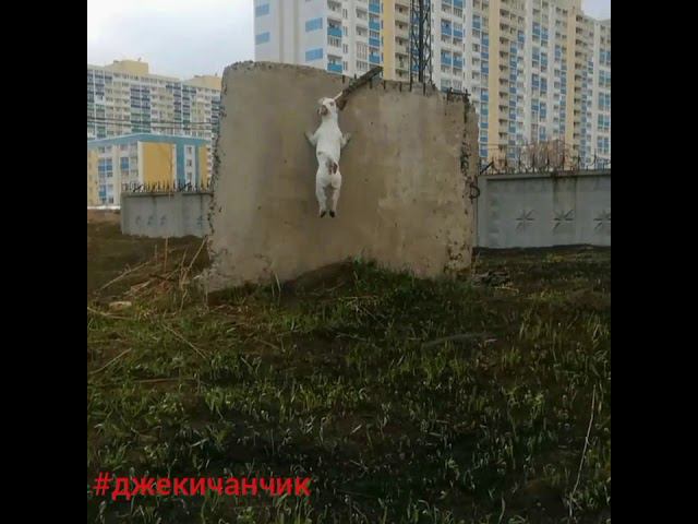 Джек рассел прыгает за палкой