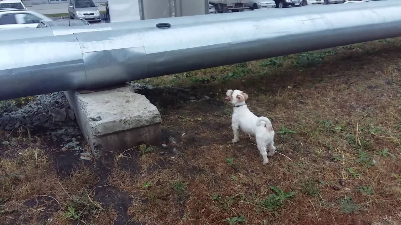 Джек рассел ходит по трубе