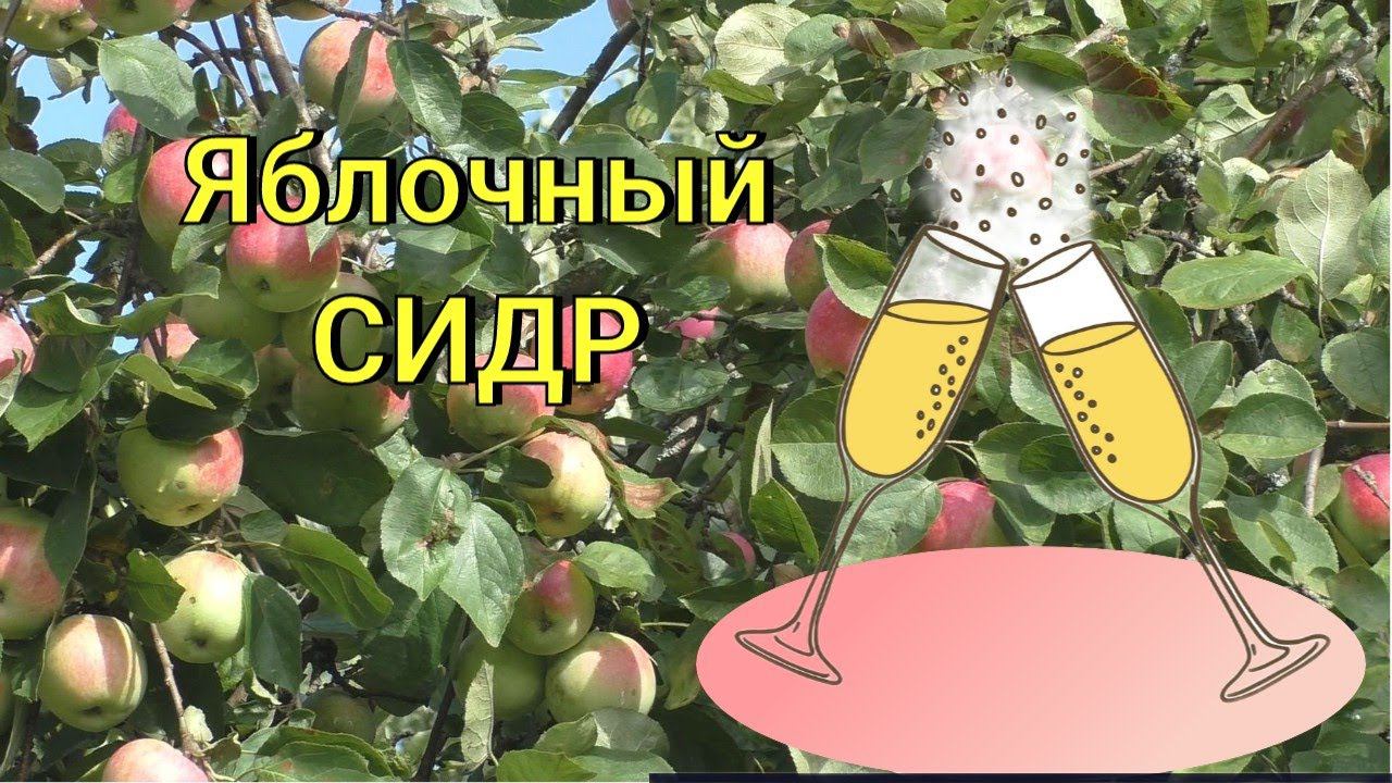 Яблочный сидр